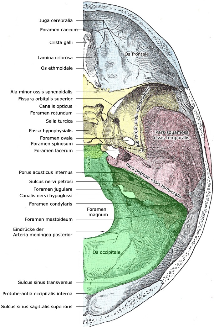 fossa cranii posterior - meddic fossa cranii posterior - meddic