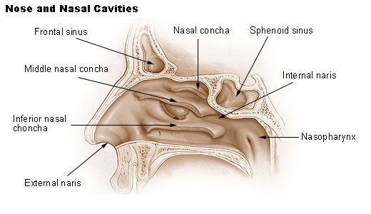 Pars Nasalis Pharyngis